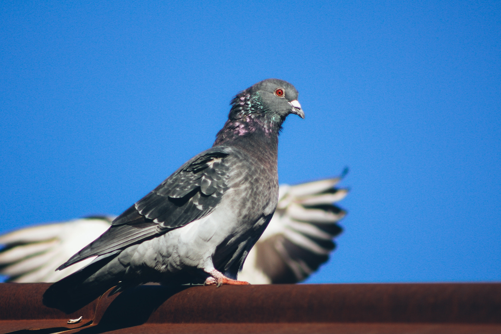 Palomex | Control de Palomas en CDMX y Edomex