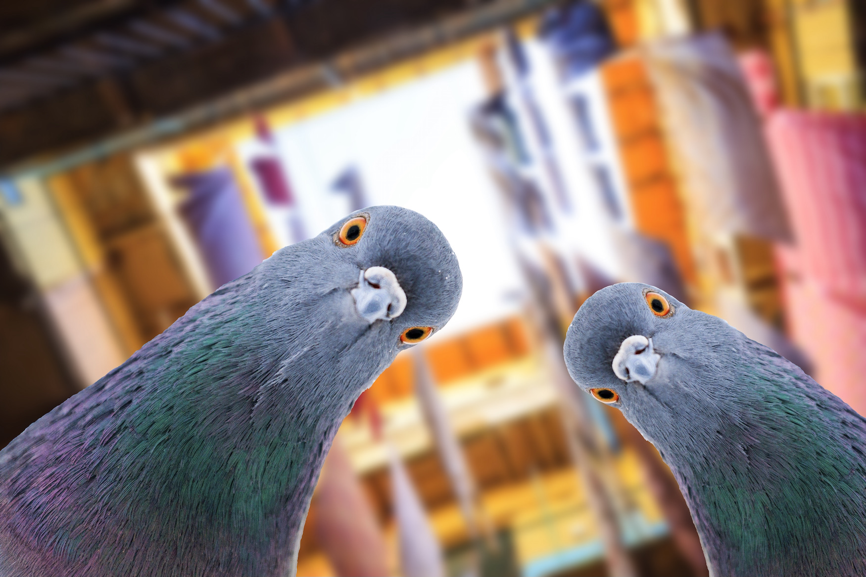 Palomex | Control de Palomas en CDMX y Edomex